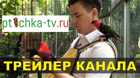 Трейлер нового канала о попугаях ptichka-tv. - YouTube
