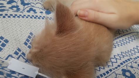ACMP/Мурчание котика 🐱 - YouTube
