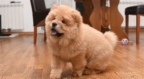 Purina Puppy Chow - A Complete Guide To Raising A Healthy Pup