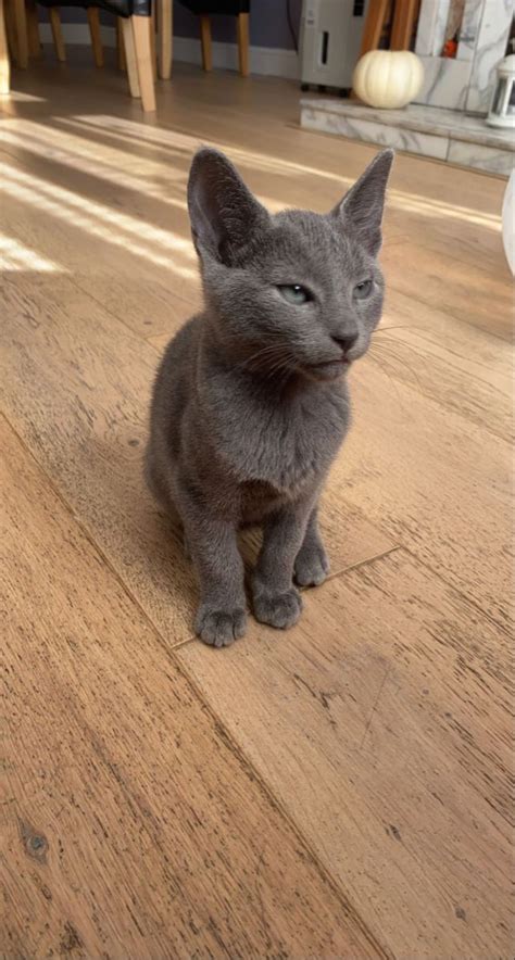 Russian blue – Artofit