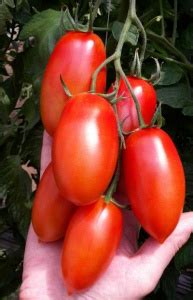 Томат Горшечный красный: описание сорта, характеристики, посадка и ...