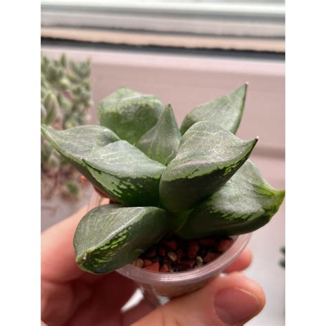 Суккуленты :: Хавортии :: Haworthia ‘Urahannya’
