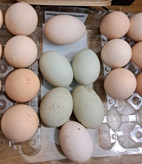 ЯЙЦА ОТ ЮРДЕЧКА 😀🥚... - The Flavon Page - Моят живот с Флавон | Facebook