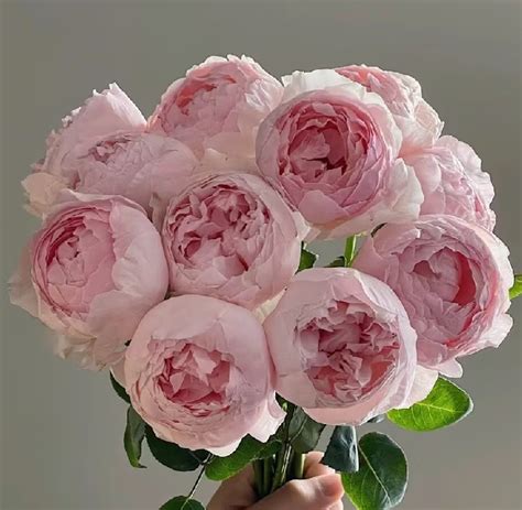 Пиони Пинк (Peony Pink) Розомания питомник роз каталог на весну : Роза ...
