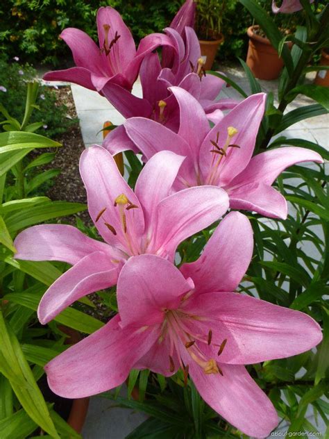 Lily | About-garden.com