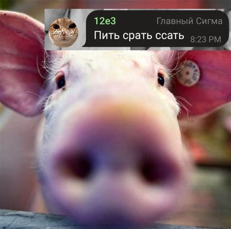 Создать мем "хрюканье свиньи, нос свиньи, свинья свинья" - Картинки ...