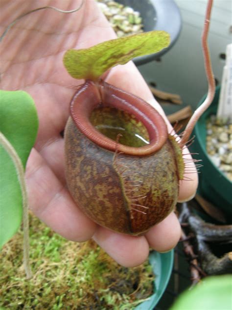 nepenthes-undulatiolia