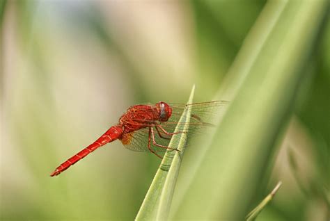 Red Dragonfly » João Clérigo - Photography