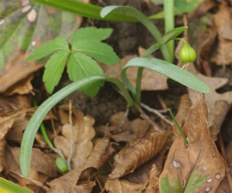 Galanthus alpinus - Изображение особи - Плантариум