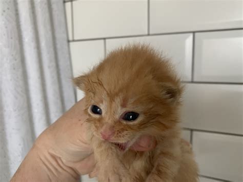 Возьмите котёнка! | Пикабу
