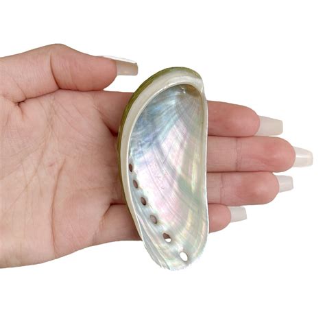 Abalone Shell – Alternative Distribution