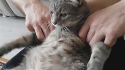 Котенку делают массаж