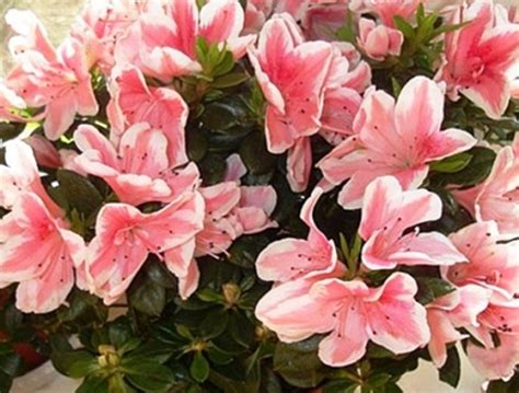 Как пересадить азалию: открываем секреты | Красоты земли