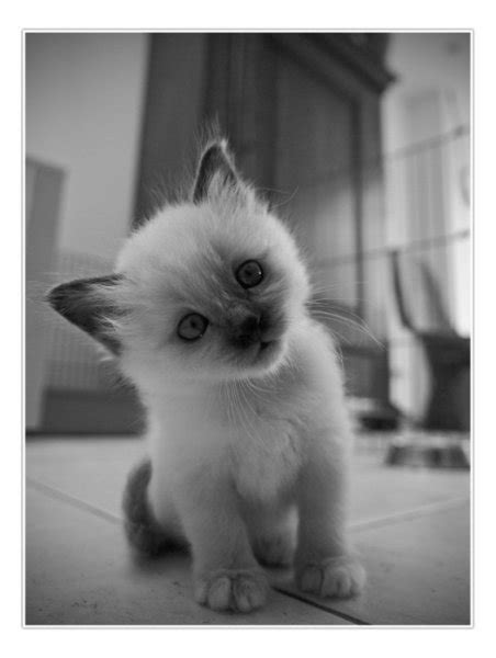 Как уговорить хозяев съемной квартиры пустить жить с котенком?: ru_cats ...