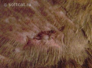 Британские котята, кошки и коты :: питомник Softcat