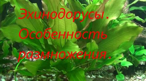 Эхинодорус Розе. Особенность размножения. #Echinodorus rose - YouTube