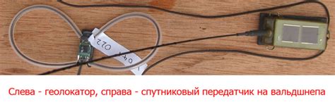 Внимание охотники, вальдшнепы с геолокаторами! - Охотники.ру