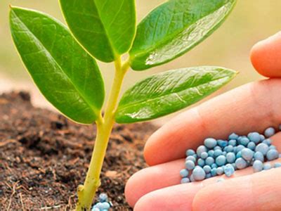 Минеральное питание растений — FloraPrice.Ru