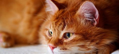 Как подобрать слабительное для кошки: как давать, советы, рекомендации ...