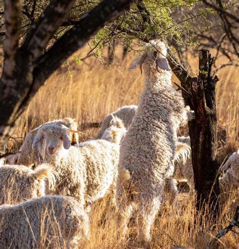 About Mohair – Mother Mohair