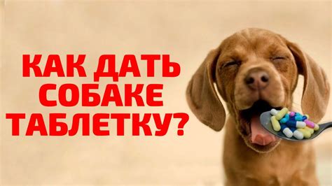 Как правильно дать собаке таблетку? Лучший способ дать собаке лекарство ...