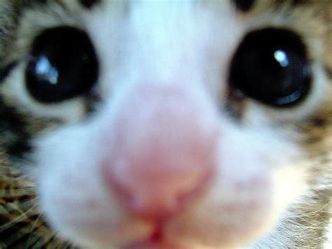 Meo show pt. 3 | The cutest babycat I've ever met in my life… | Andrea ...