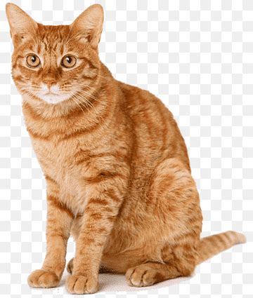 оранжевый полосатый кот, полосатый кот Kitten Dog Домашняя ...