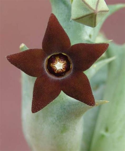 ORBEA (ОРБЕЯ) : Succulent site | Коричневые цветы, Суккуленты, Цветы