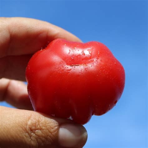 Deaflora - Tomate Cherry Accordeon (Multiflora)