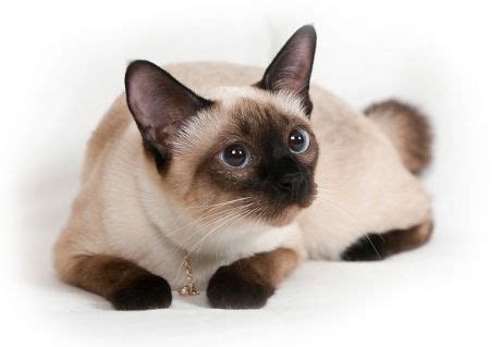 Энциклопедия животных - Описание породы Сиамская кошка