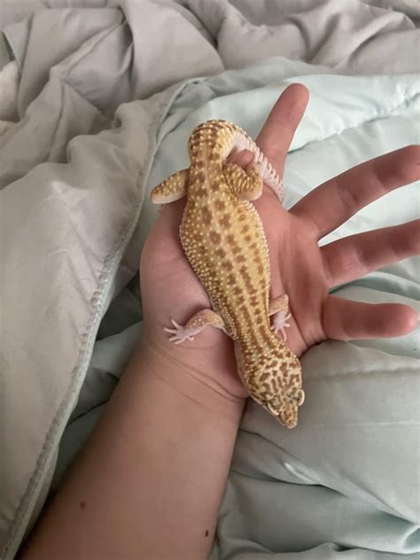 Does anyone know what morph my little man might be? : r/leopardgeckos