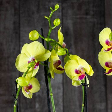 Интернет магазин растений Luxuryplants.ru
