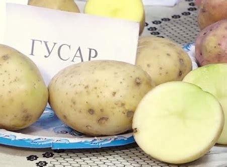 Картофель Гусар: описание и характеристики, особенности посадки и ...