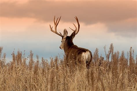 5 Myths About Misunderstood Mule Deer - Game & Fish