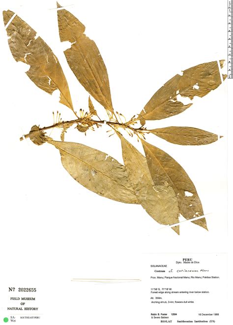 Cestrum coriaceum | Rapid Reference | The Field Museum