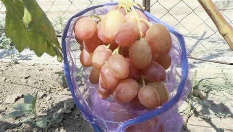 Виноград «Ксения» («Анжелика»): описание сорта, фото