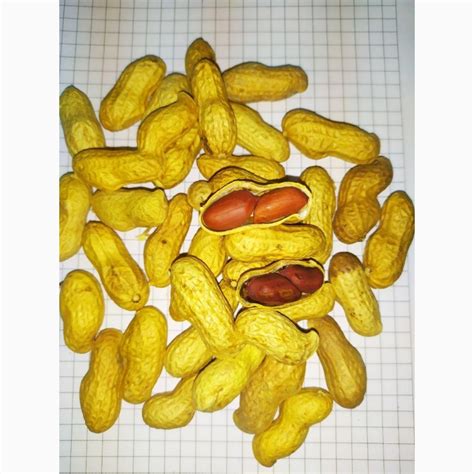 Продам арахис Жаренный в скорлупе, купить арахис Жаренный в скорлупе ...