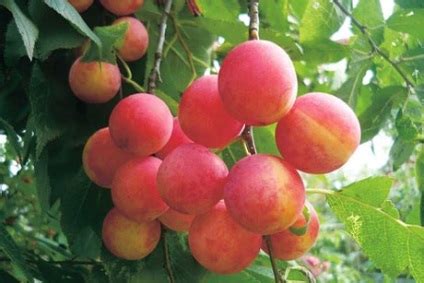 Користь і шкода слив, як правильно вибирати сливи