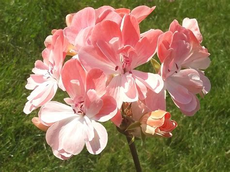 Пеларгония Lara Lovely купить, отзывы, фото, доставка - sp-garden.ru ...