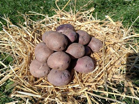 Семенной картофель Брянская синеглазка купить на OZON по низкой цене ...