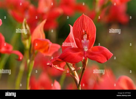 Disa uniflora Stock Photo - Alamy