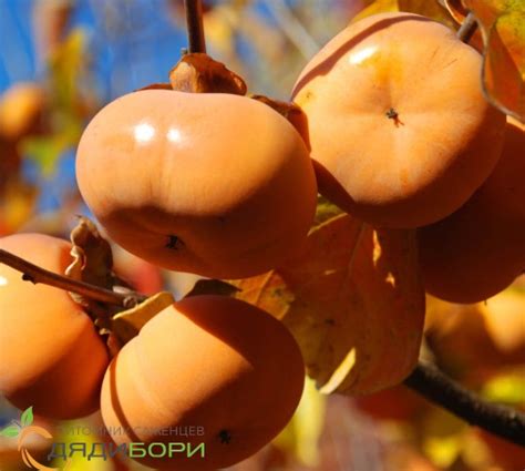 Хурма Джиро однолетний саженец ОКС средний,оранжевый,самоплодный