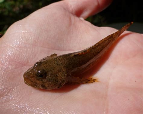 Cottus Sculpins