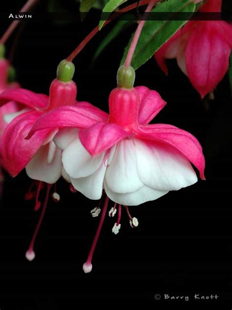 Alwin - FuchsiaFinder