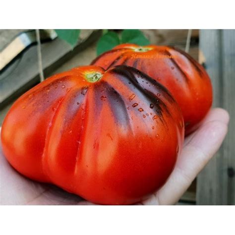 Trufa Azul «Голубой трюфель»
