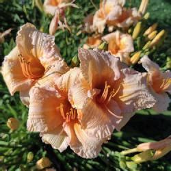 Daylily (Hemerocallis 'Bertie Ferris') in the Daylilies Database ...