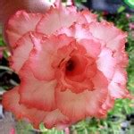Adenium Obesum махровые (растения)