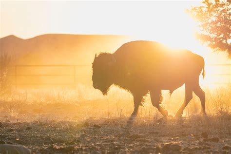 About Us | Ute Energy