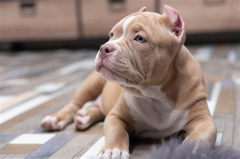 Собаки на продажу - ICA.DOG