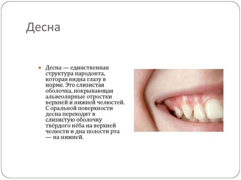 Ультраструктура десны, десневой борозды, десневой жидкости - online ...